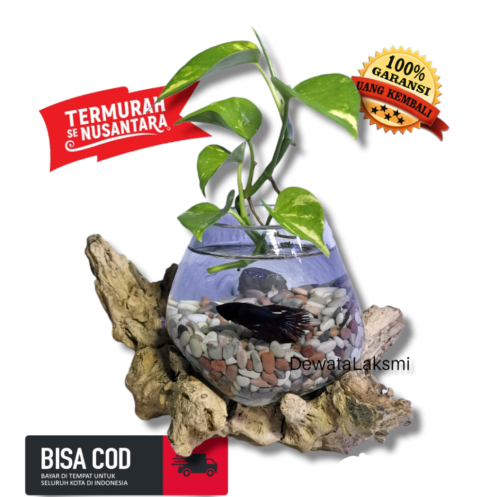 Jual Aquarium tiup akar kayu asli Bali | terrarium | aquarium mini ...