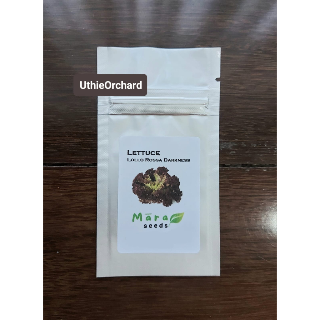 Jual Mara Seeds - Lettuce (Selada) Lollo Rossa Darkness (230 seeds ...