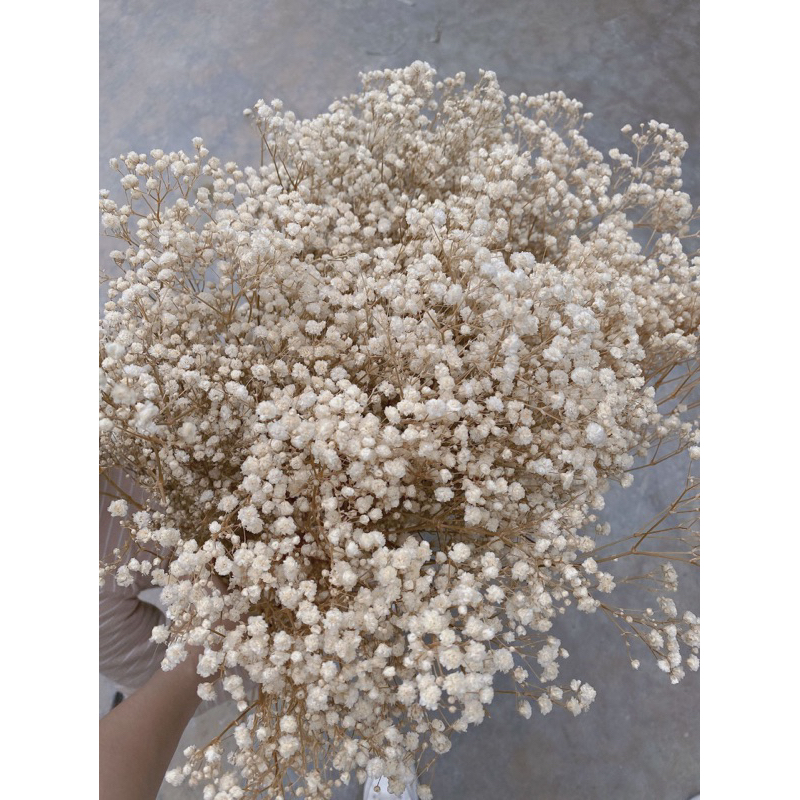 Jual [ECER] Baby Breath Preserved Grade A Import / Baby Breat Awetan ...
