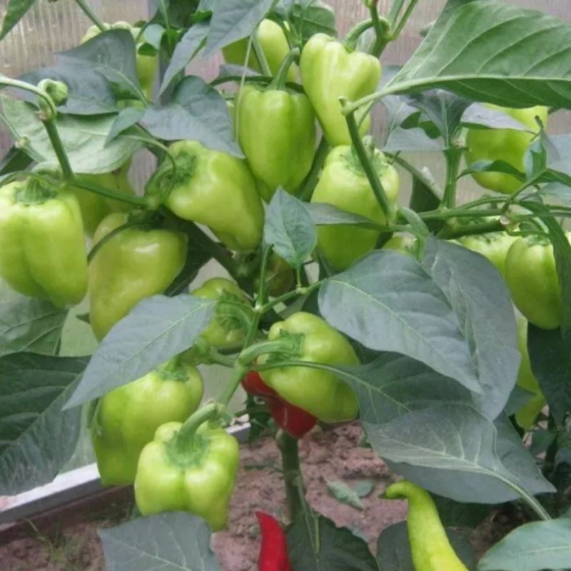 Jual bibit cabe paprika sudah berakar bisa COD | Shopee Indonesia