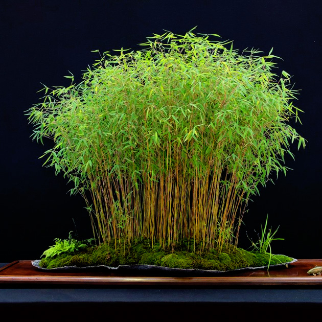 Jual Tanaman Hias Bambu Micro mini Thailand - sasa pygmaea bamboo dwarf ...