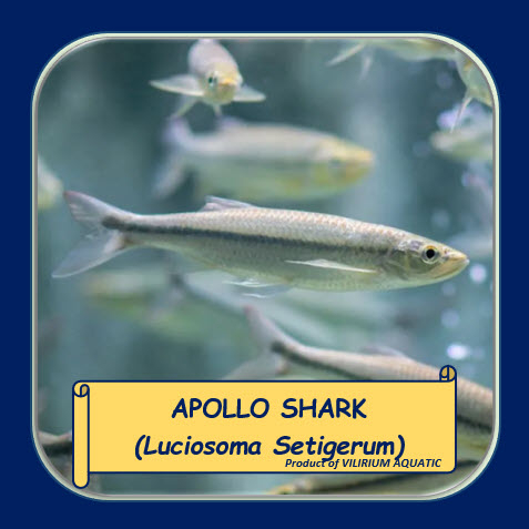 Jual IKAN HIAS AIR TAWAR - APOLLO SHARK / LUCIOSOMA SETIGERUM | Shopee ...