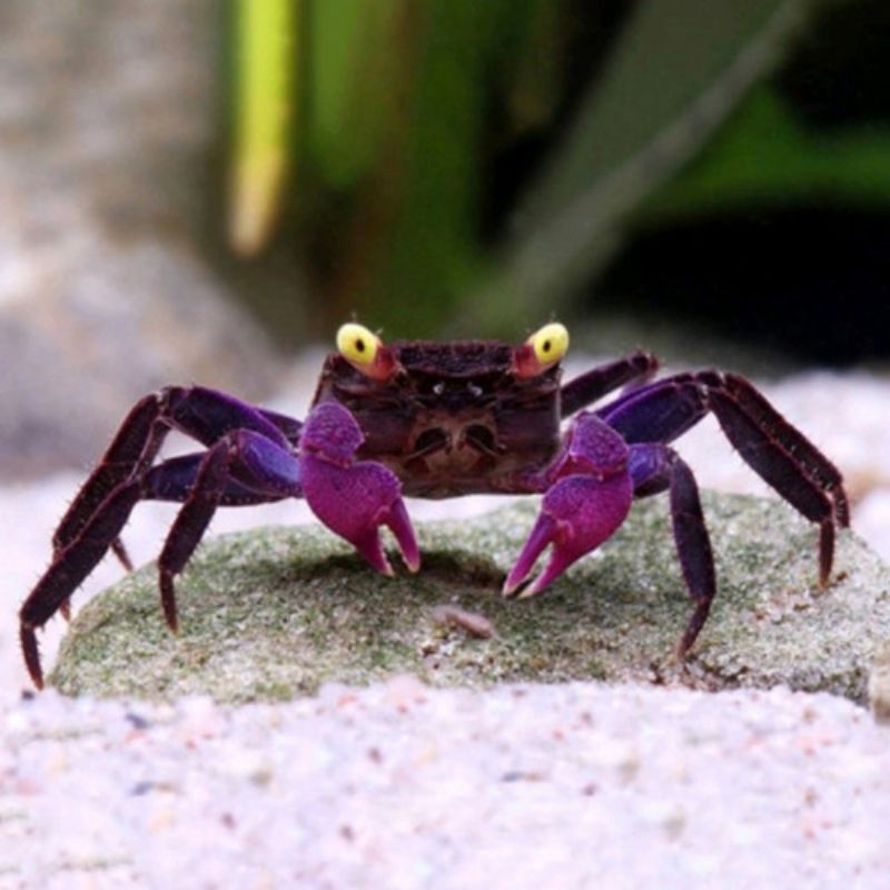 Jual kepiting hias/kepiting vampir/kepiting darat dewasa | Shopee Indonesia