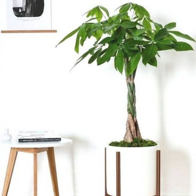 Jual TANAMAN PACIRA KEPANG 9 - POHON PACIRA KEPANG 9 - POHON ...