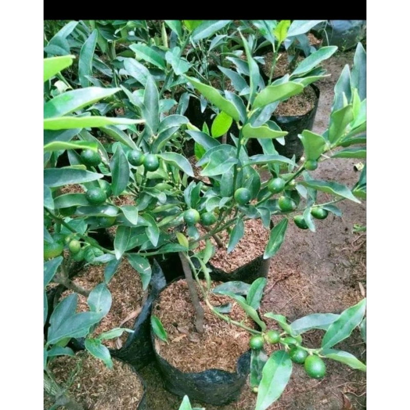 Jual JERUK NAGAMI BERBUAH/BERBUNGA(1 meter up) | Shopee Indonesia