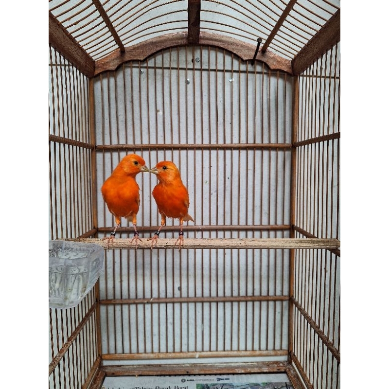 Jual sepasang kenari merah lokal (merlok) | Shopee Indonesia