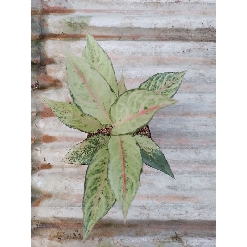 Jual Bunga aglonema frozen | Shopee Indonesia