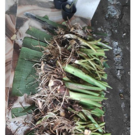 Jual BIBIT TALAS BENENG JUMBO KUALITAS TERBAIK PER 1 BIBIT | Shopee ...