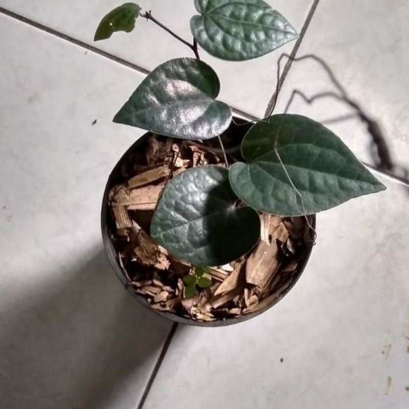 Jual BIBIT SIRIH HITAM ASLI | Tanaman Herbal | Shopee Indonesia