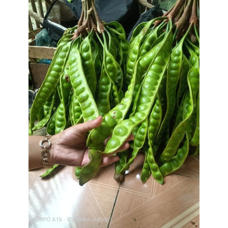 Jual PETE PADI PER 10 PAPAN ATAU 10 LONJOR HARGA MURAH/HARGA GROSIR ...