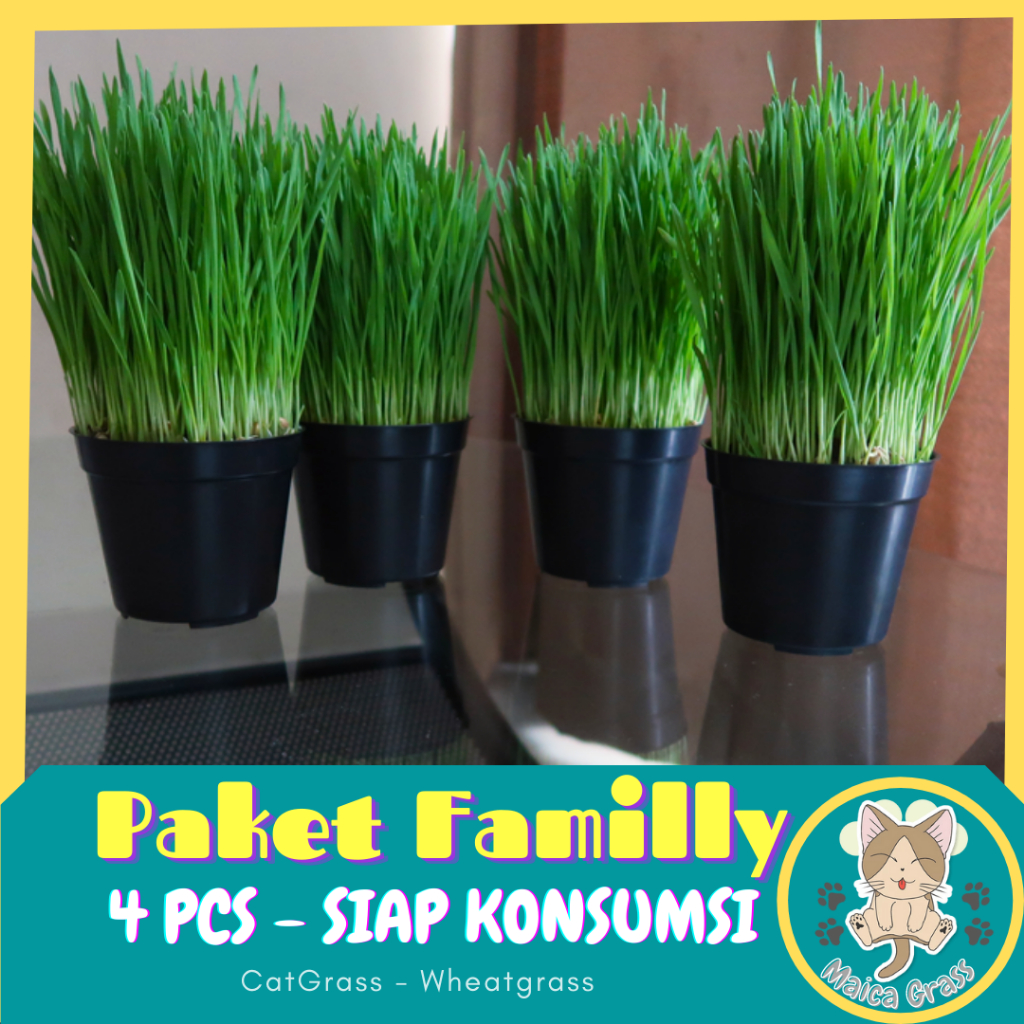 Jual Paket 4pcs - RUMPUT KUCING siap makan - Wheatgrass - Catgrass ...