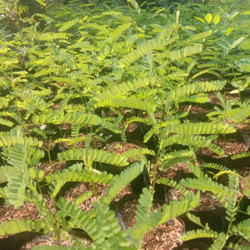 Jual Tanaman Herbal Saga/Pohon Saga /Tanaman Obat Daun Saga | Shopee ...