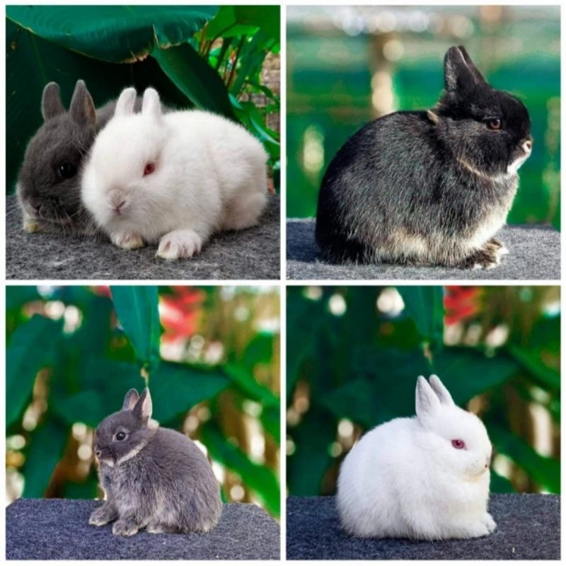 Jual Anak Kelinci Hias Mini Netherland Dwarf Hidup | Shopee Indonesia