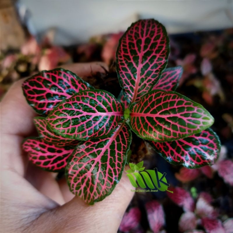 Jual Fitonia Fittonia Tanaman Paludarium Terarium dan Vivarium | Shopee ...