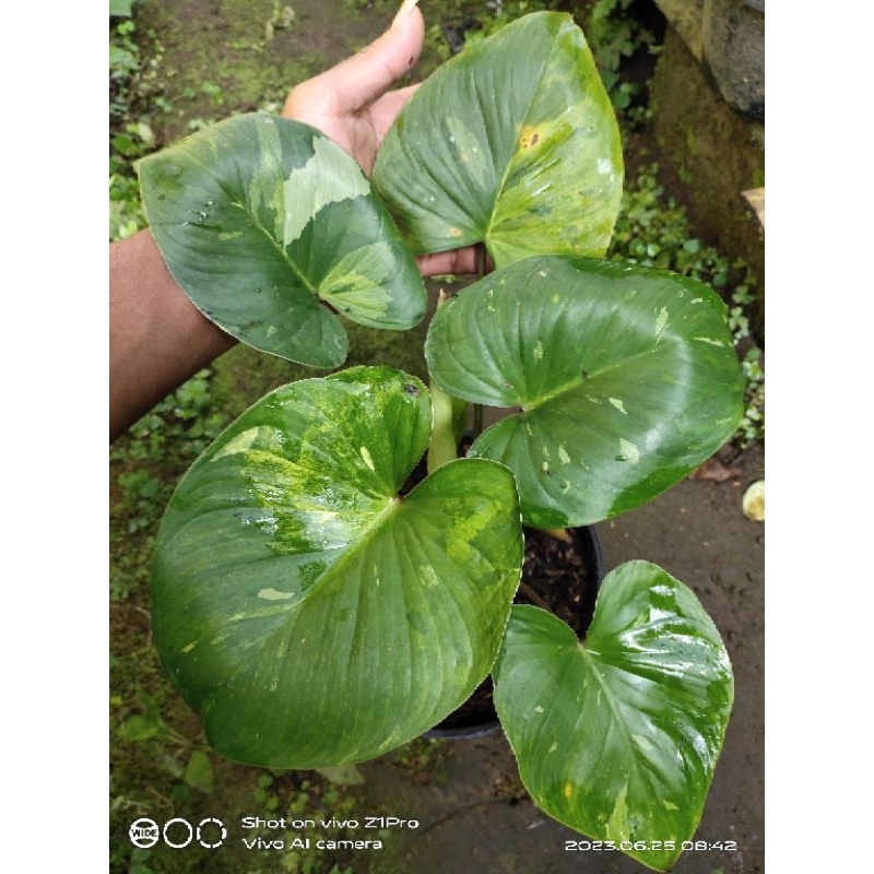 Jual homalomena varigata | Shopee Indonesia