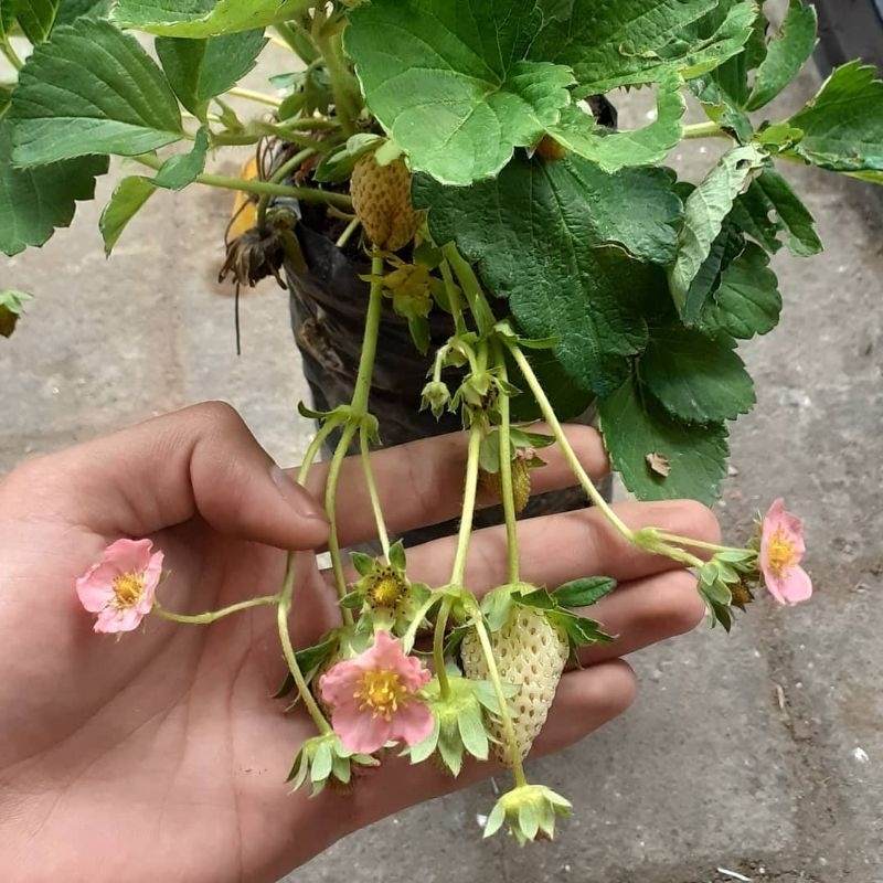 Jual Bibit Tanaman Strawberry MERLAN Jumbo Berbuah / Berbunga | Shopee ...