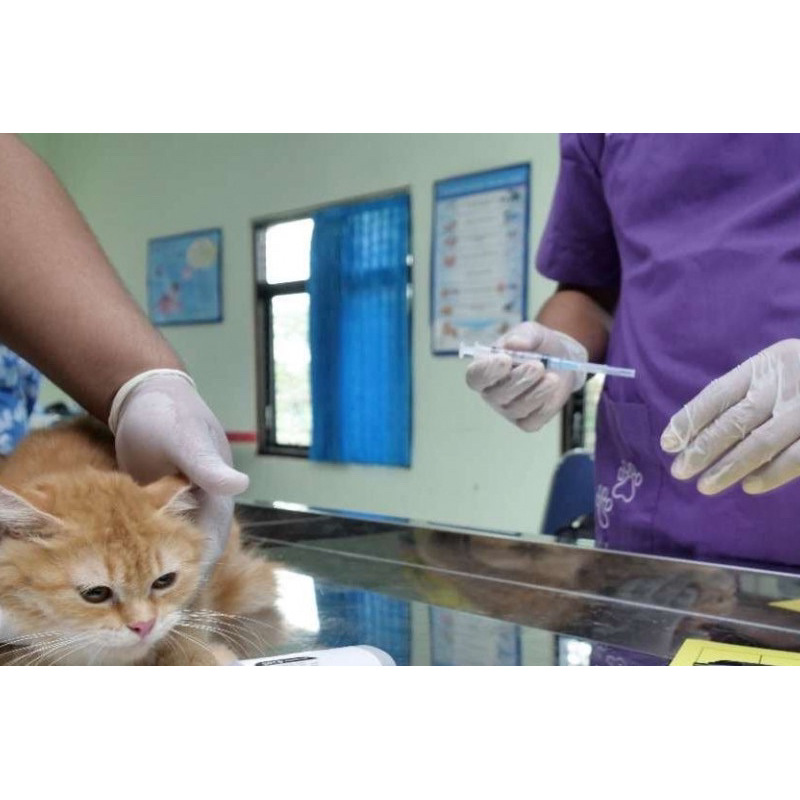 Jual vaksin F3 (awal) | Shopee Indonesia