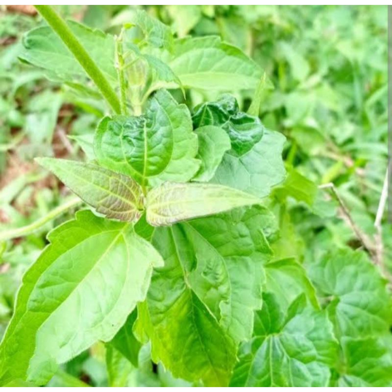 Jual Daun Kirinyuh Segar 1 kg Daun Balakacida | Shopee Indonesia