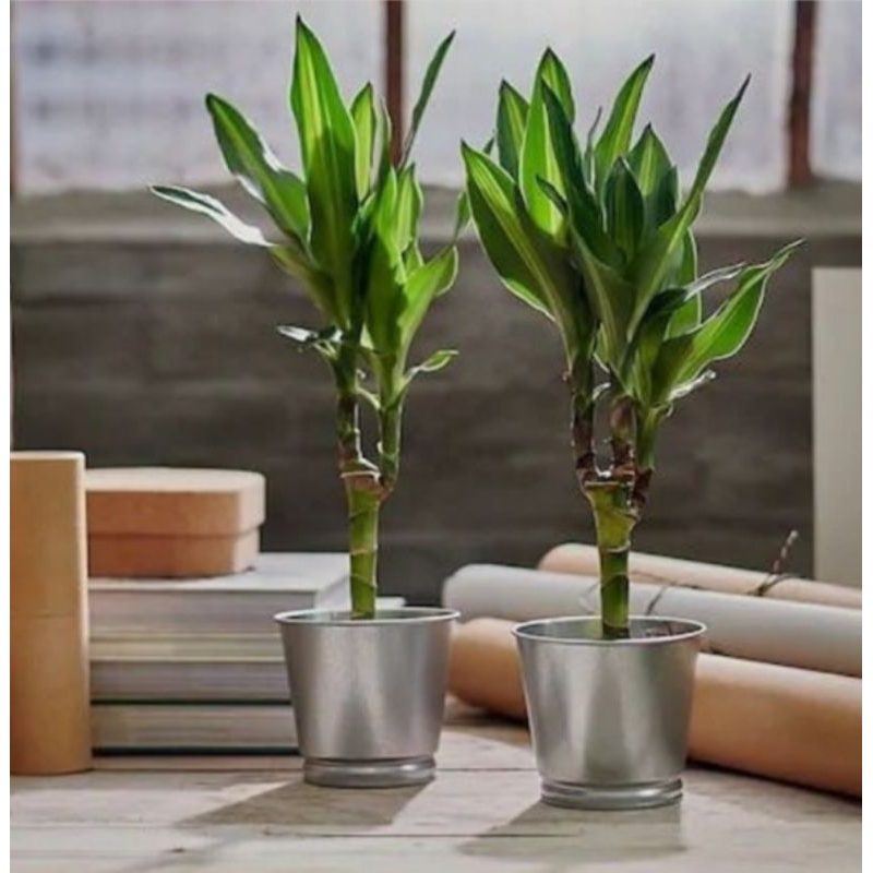 Jual Pot Bintje Baja Tanaman Diameter 9cm Baja Galvanis | Shopee Indonesia