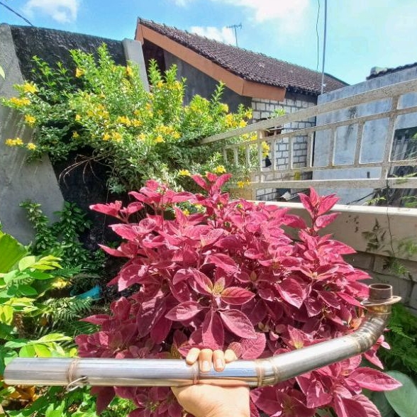 Jual leher standart sleep engine 200cc 60cm knalpot motor kharisma wave ...