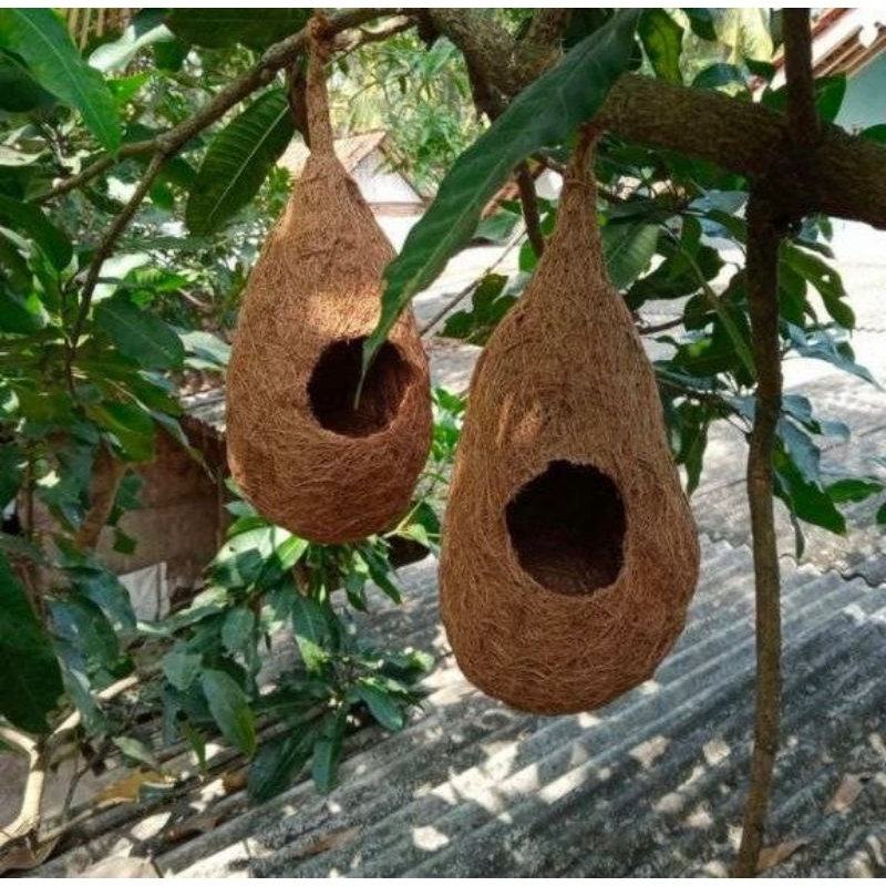 Jual SARANG BURUNG SUSUH MANUK SABUT KELAPA | Shopee Indonesia