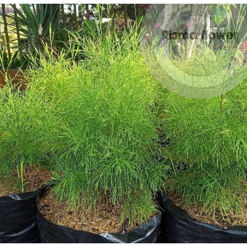 Jual Tanaman hias pohon Cemara balon / pohon Cemara cantik / bunga ...