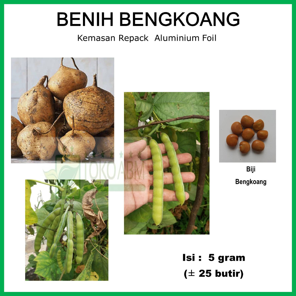 Jual Biji Benih Bibit Tanaman Bengkoang Bengkuang Besusu | Shopee Indonesia