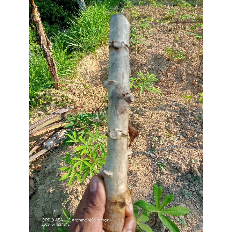 Jual Bibit Ketela pohon jenis Jendral (7 sampai 8 Bulan siap di panen ...