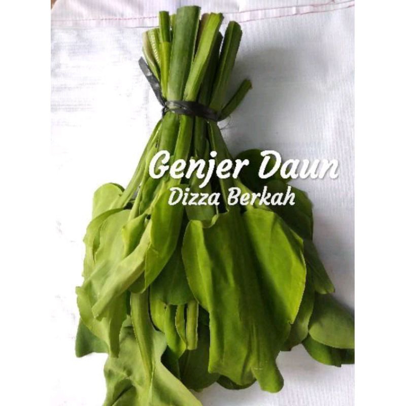 Jual GENJER BUNGA/GENJER DAUN/1 IKAT/SEGAR/DIZZA BERKAH | Shopee Indonesia