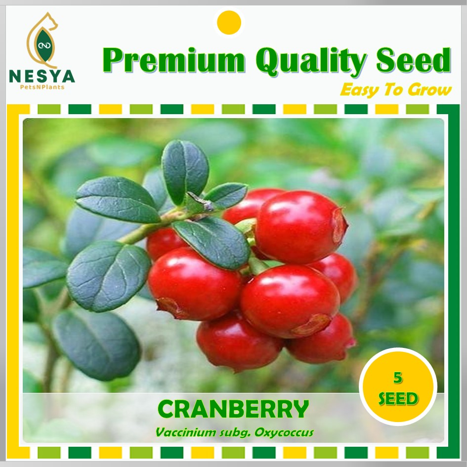 Jual Benih Cranberry Benih Biji Buah Cran Berry 5 biji Unggul ...