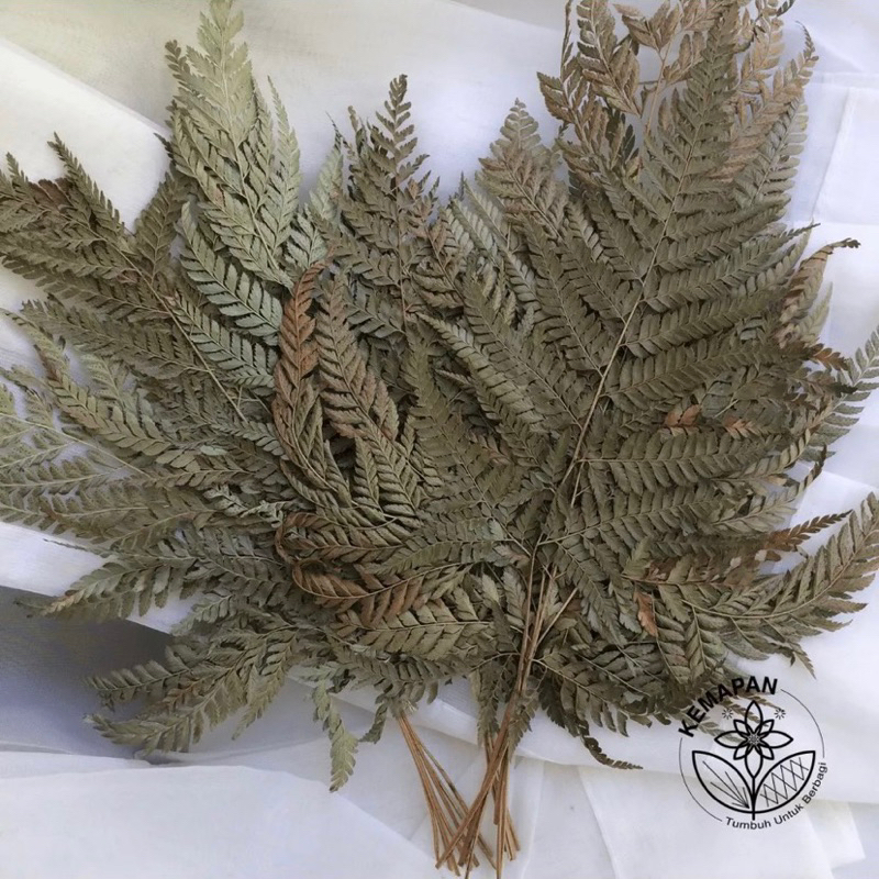 Jual daun pakis dried natural | Shopee Indonesia