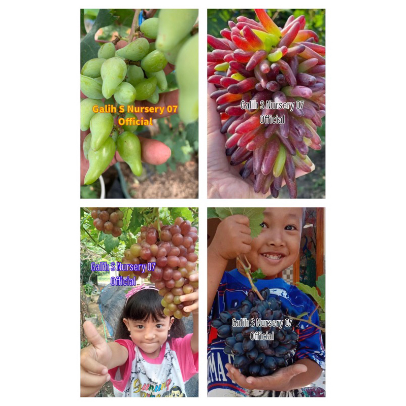 Jual Tanaman Anggur Import Isi 4 Jenis Mudah Berbuah Untuk Pemula Jenis ... Jual Tanaman Anggur Import Isi 4 Jenis Mudah Berbuah Untuk Pemula Jenis ...