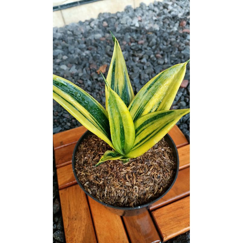 Jual sansivera gold flame - tanaman hias - sansivera | Shopee Indonesia