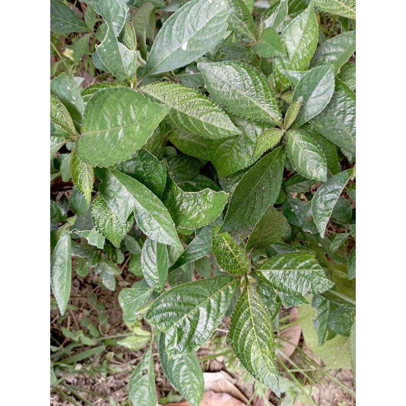 Jual Daun keji beling atau pecah beling segar 500gram | Shopee Indonesia