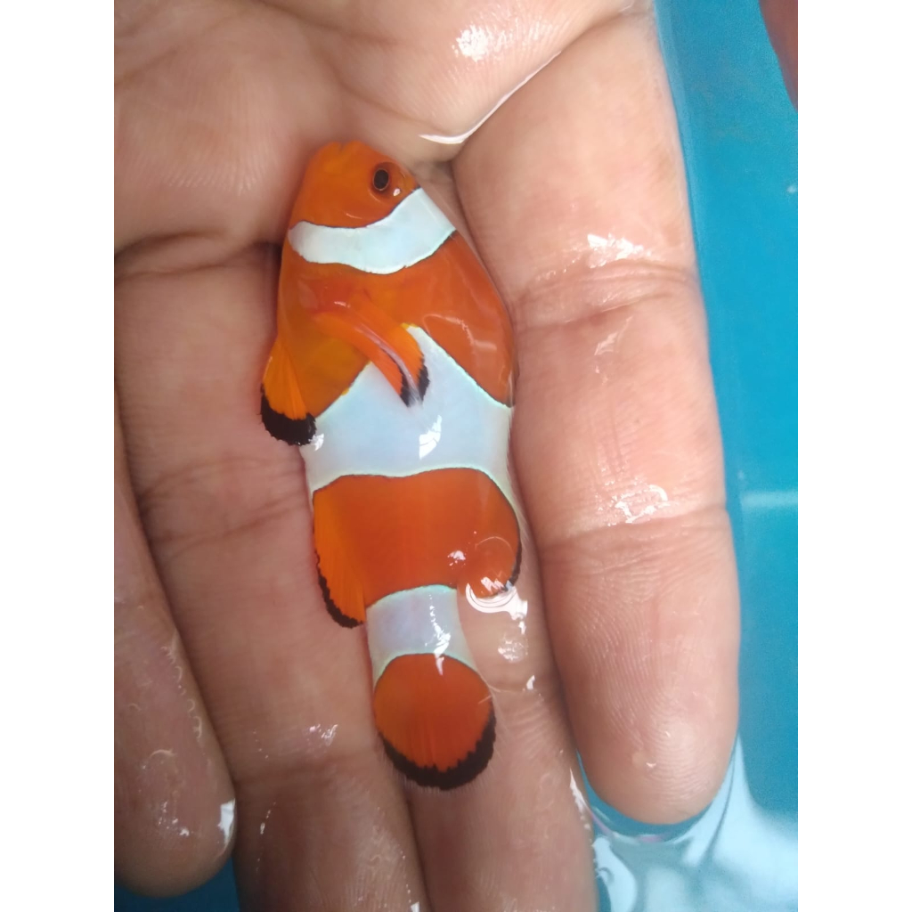 Jual Nemo Size M - Ocellaris Clownfish | Shopee Indonesia