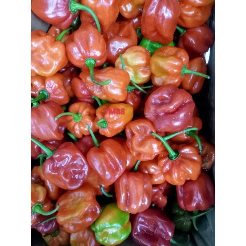 Jual CABE LAMPION/CABE BAKUL/CABE LENTERA SUPER PEDAS/TENG LUNG CIAU ...