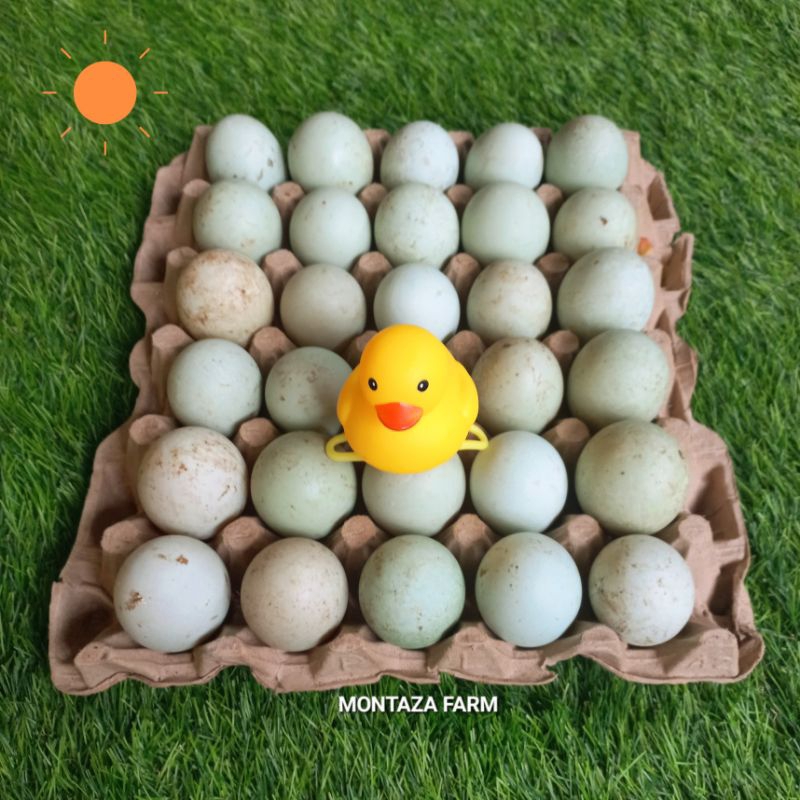 Jual TELUR BEBEK OMEGA Telor Mentah Fresh Montaza Farm Bandung | Shopee ...