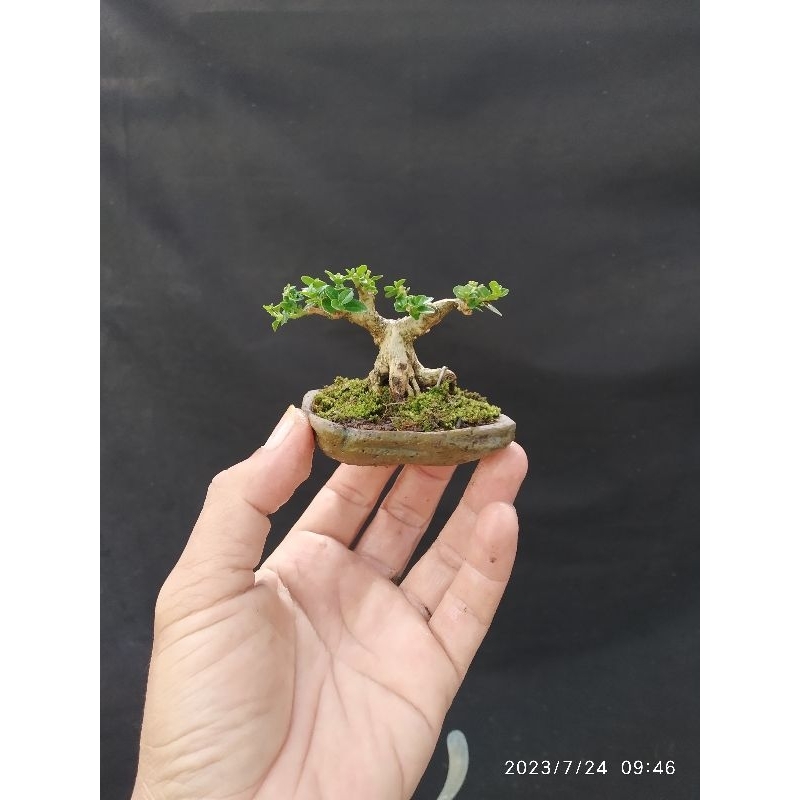 Jual Bahan bonsai shito dan mame sancang | Shopee Indonesia