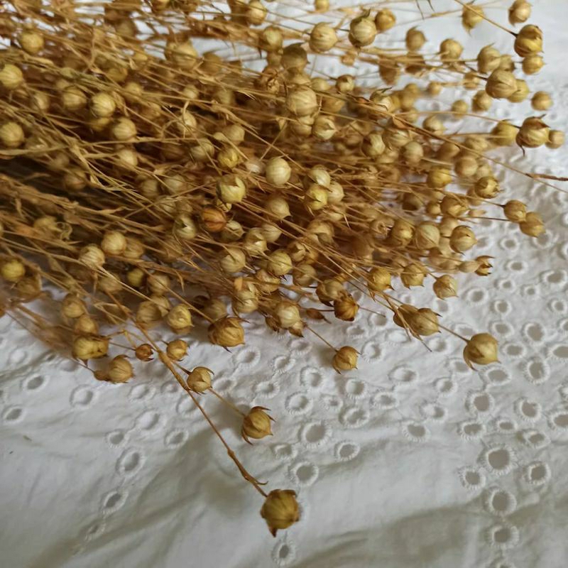 Jual [Happy Hamster] Flax Spray Seed | Dried flax spray for hamster ...