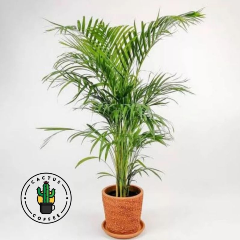 Jual Tanaman Hias Palem Kuning Rimbun Tinggi 1'Meter - Pohon Palem ...