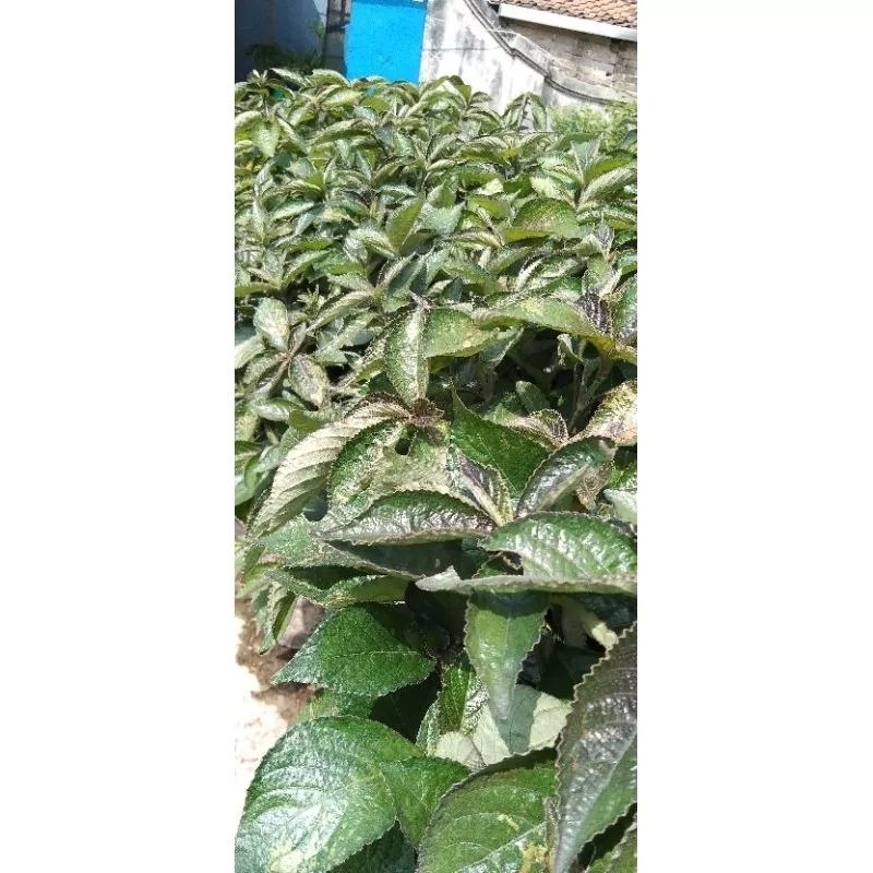 Jual keji beling daun hijau obat herbal diabetes/pecah beling | Shopee ...