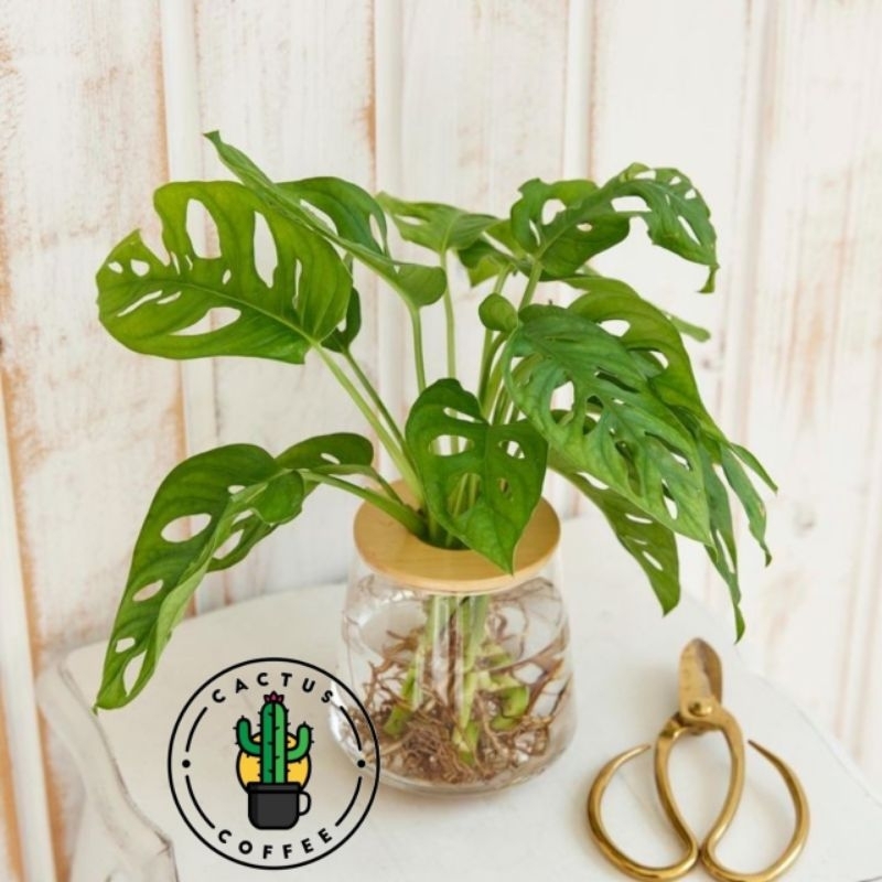 Jual Tanaman Hias Monstera Obliqua Janda Bolong Bisa Hidup Di Air ...
