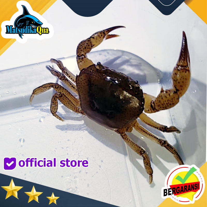 Jual Kepiting Hias Leopard Full Air Tawar Aquarium Aquascape Paludarium | Shopee Indonesia