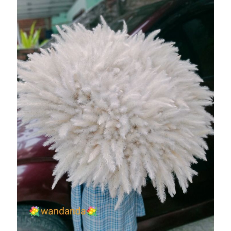 Jual (Isi 50 btg) Bunga Ilalang lokal harga perikat isi 50 batang ...