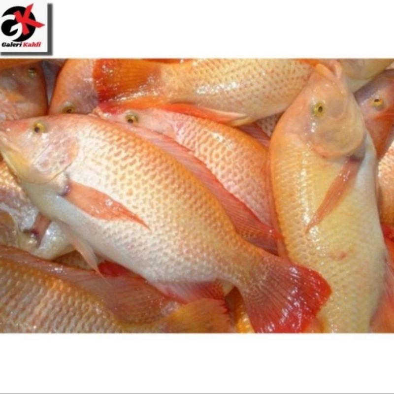Jual IKAN NILA FRESH Berkualitas GRADE A - 1Kg / IKAN SEGAR / ANEKA ...