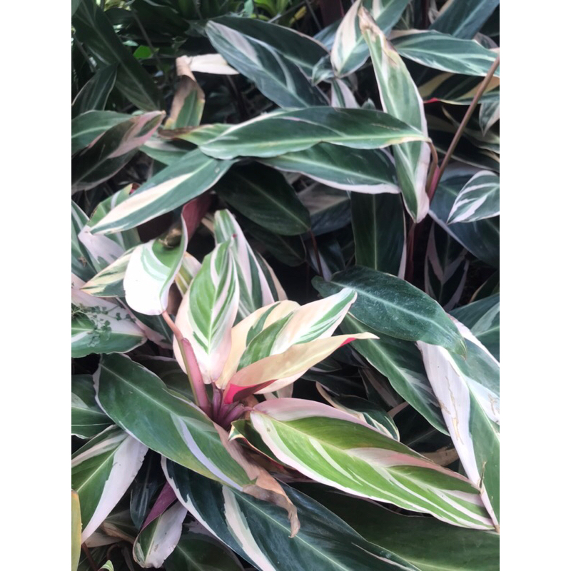 Jual TANAMAN BUNGA CALATHEA TRI COLOUR | Shopee Indonesia