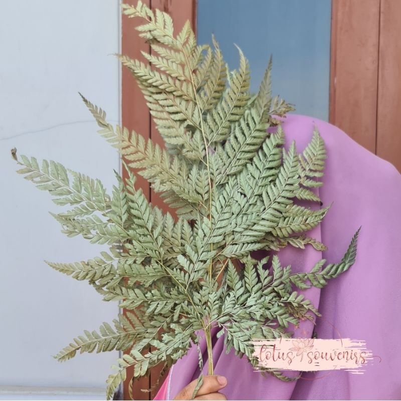 Jual (5 tangkai besar) Daun pakis warna natural asli reseller grosir ...