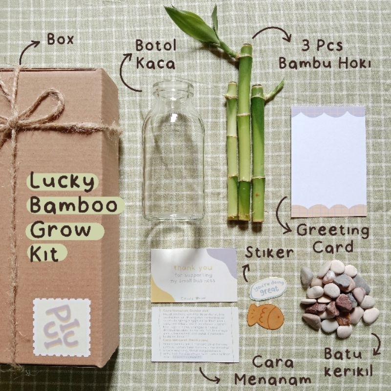 Jual Lucky Bamboo Grow Kit | Paket Menanam Bambu Hoki | Hampers | Gift ...