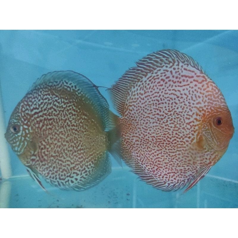 Jual Ikan Discus Silver Pigeon + Sakura Snake Skin Pair | Shopee Indonesia