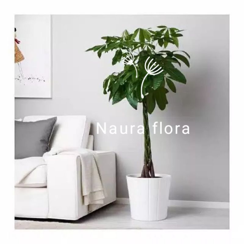 Jual POHON PACIRA KEPANG 9- POHON HOKI-POHON KEBERUNTUNGAN | Shopee ...